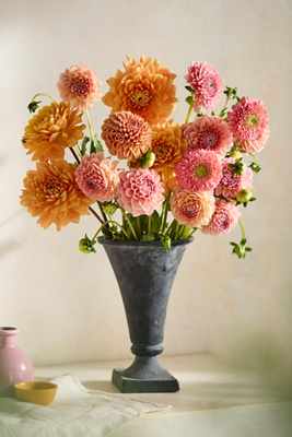 Fresh Assorted Dahlia and Gerrondo Bouquet | Terrain