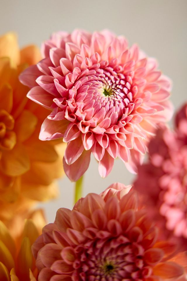 Fresh Assorted Dahlia and Gerrondo Bouquet | AnthroLiving
