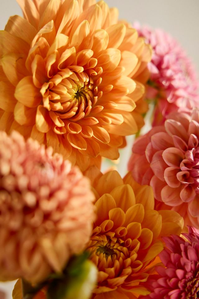 Fresh Assorted Dahlia and Gerrondo Bouquet | AnthroLiving