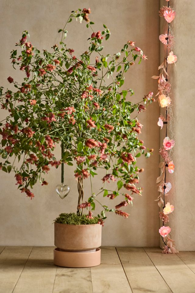 Stargazer Garden Lights, Set of 21 Bulbs, Rose Garden | Terrain