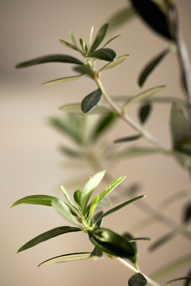 1 Gallon Arbequiña Olive Tree, Waxed Canvas Cover | AnthroLiving