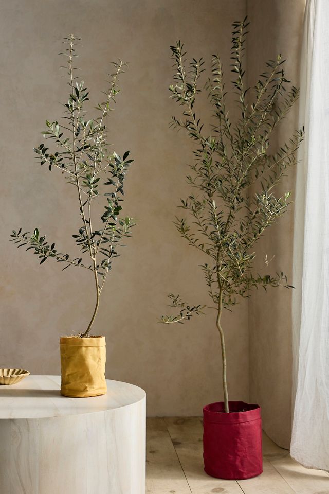 1 Gallon Arbequiña Olive Tree, Waxed Canvas Cover | Terrain