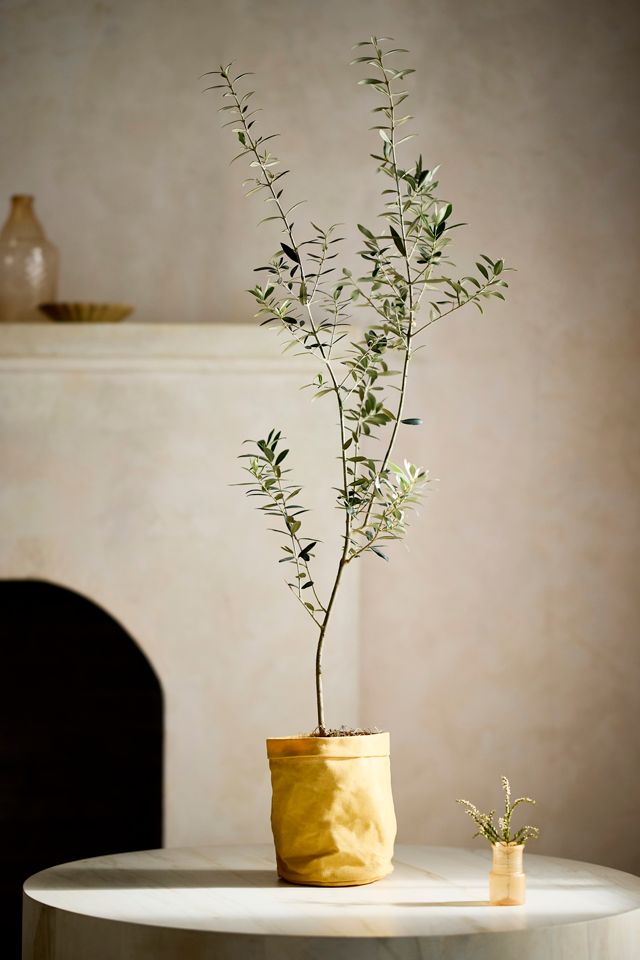 1 Gallon Arbequiña Olive Tree, Waxed Canvas Cover | Anthropologie
