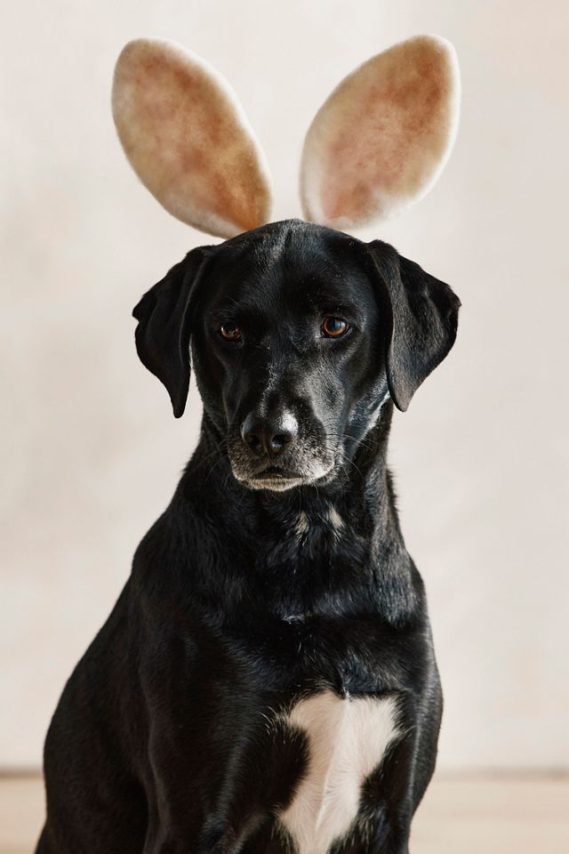 Felt Bunny Ears | Anthropologie