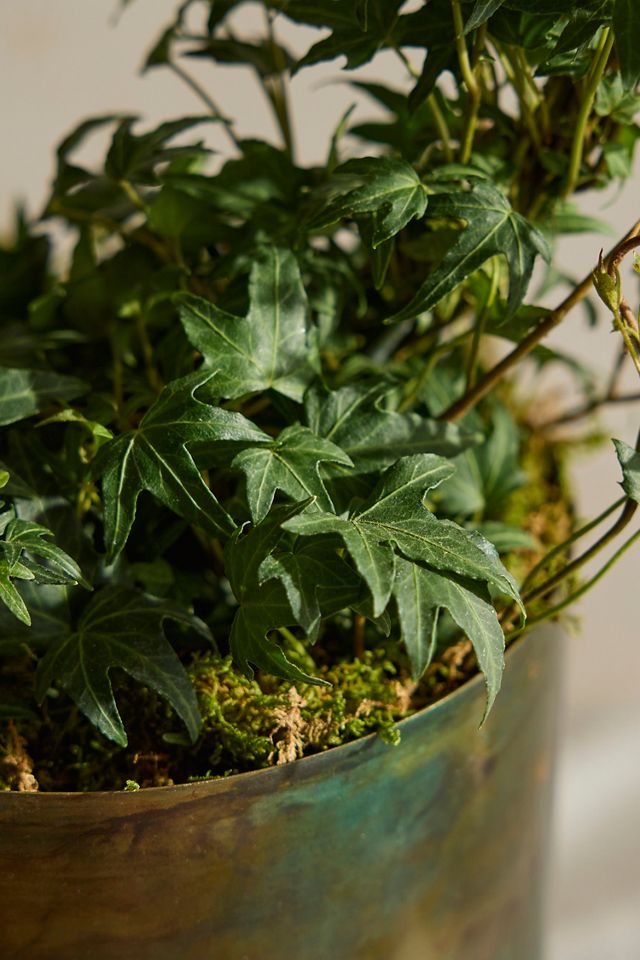English Ivy Heart Topiary, Metal Pot | Terrain