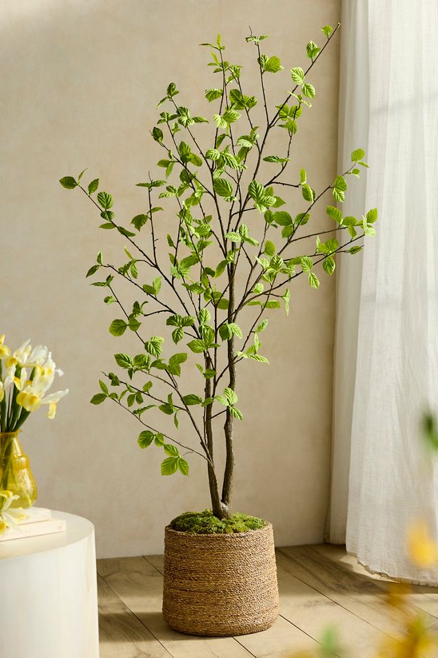 Faux Potted Tree | Terrain