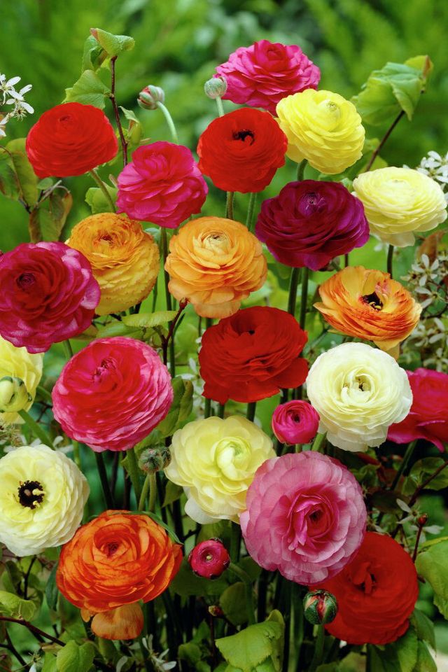 Ranunculus ‘Aviv Mix’ Bulbs | Terrain