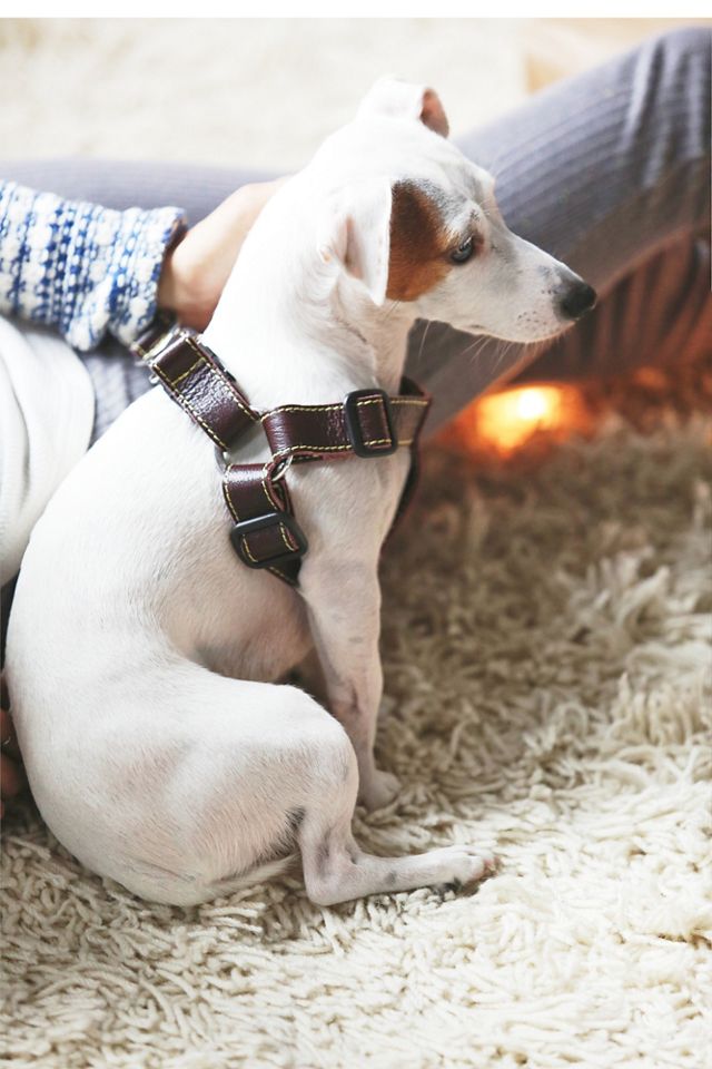 Proper Pup Leather Harness | Free People