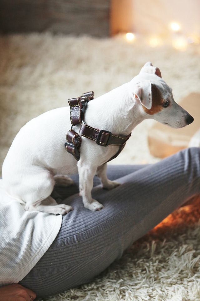 Proper Pup Leather Harness | Free People