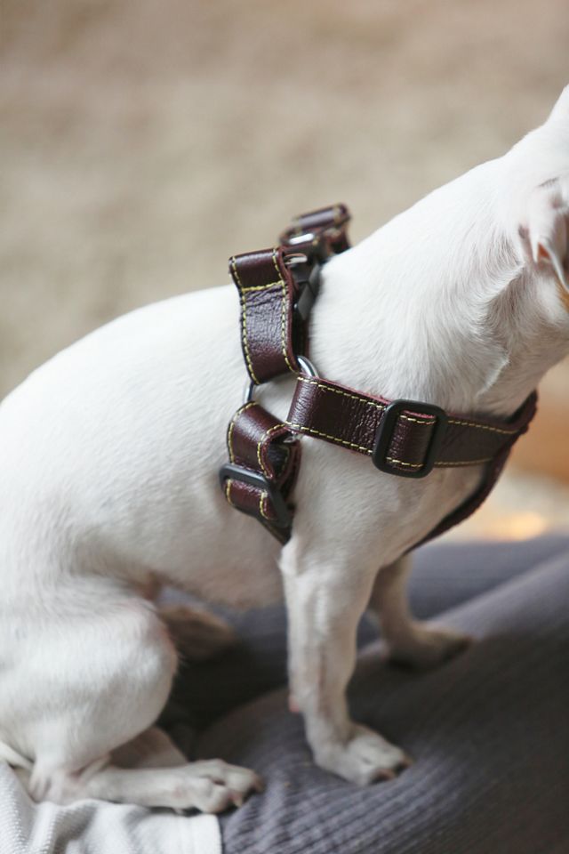 Proper Pup Leather Harness | Free People
