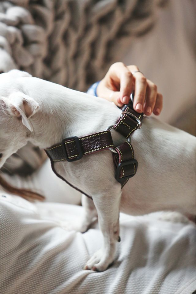 Proper Pup Leather Harness | Free People