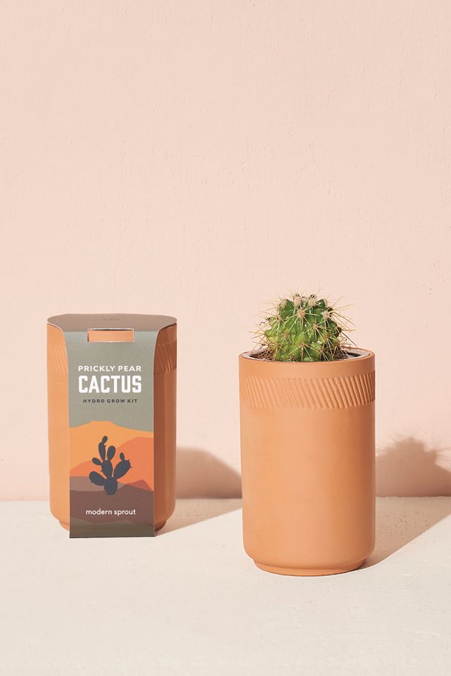 Modern Sprout Terracotta Grow Kit | Free People UK