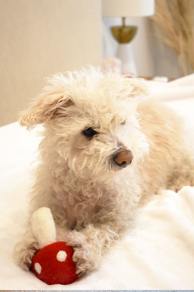 MODERNBEAST Doggy Shroom | Free People