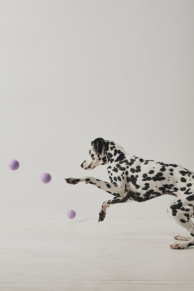 Wild One Tennis Balls | Free People