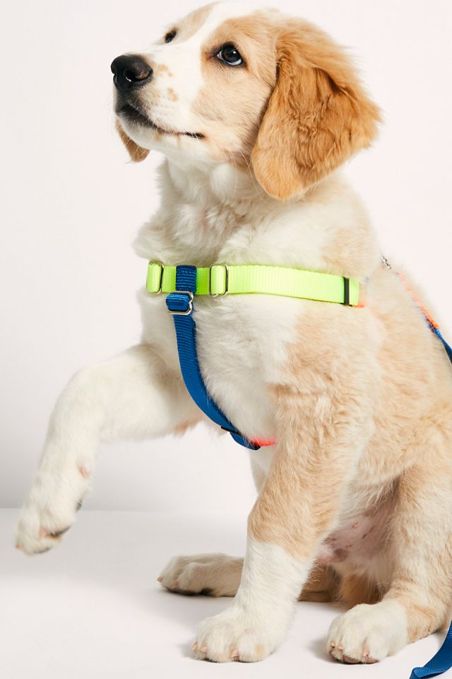 Neon Color Block Harness | Free People