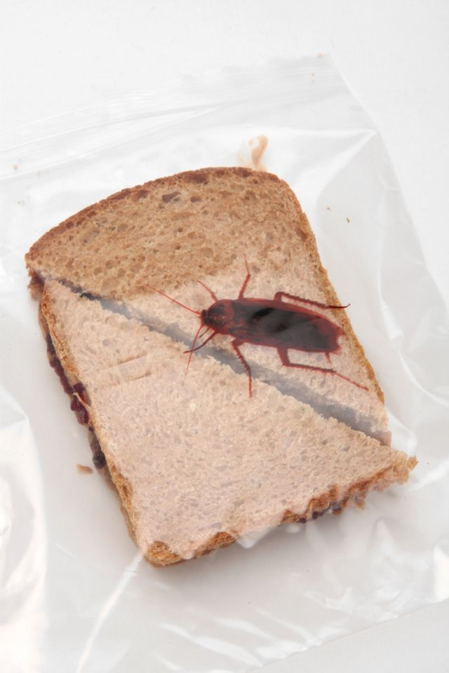 Lunch Bugs Sandwich Bags | Urban Outfitters Canada