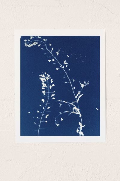 Erica Popp After Anna Atkins Art Print | Urban Outfitters