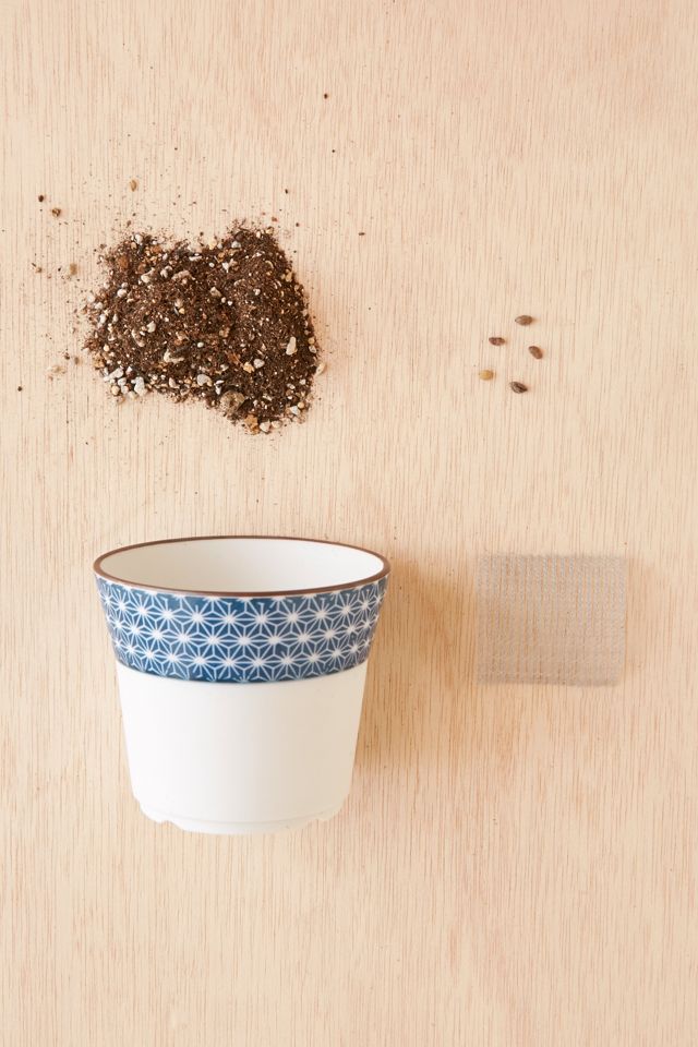 Black Pine Bonsai Kit | Urban Outfitters