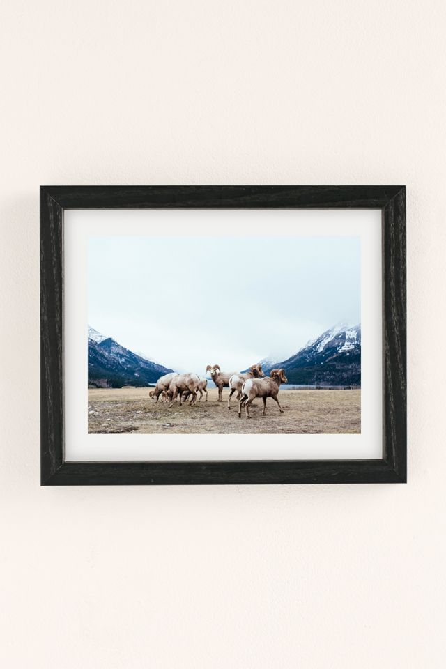 David Guenther Mountain Sheep And A View Art Print | Urban Outfitters