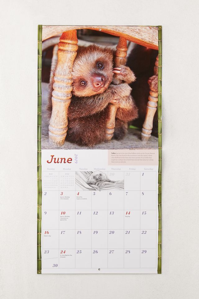 2019 Sloths 12-Month Wall Calendar | Urban Outfitters