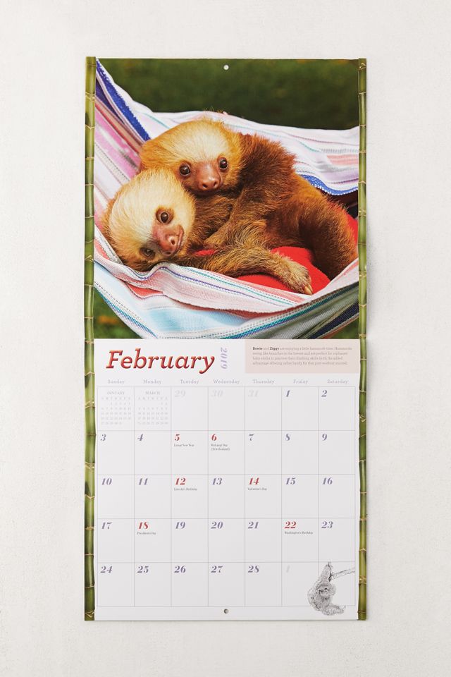 2019 Sloths 12-Month Wall Calendar | Urban Outfitters