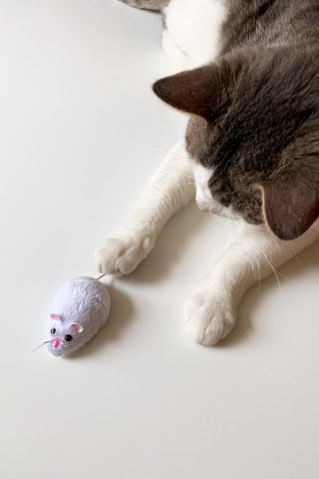 HEXBUG Remote Control Mouse Cat Toy | Urban Outfitters