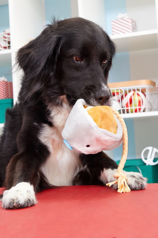 BARK Tea for Chew Dog Toy | Urban Outfitters