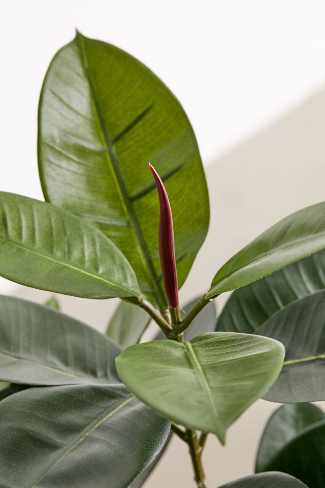 Potted Rubber Tree Faux Plant | Urban Outfitters