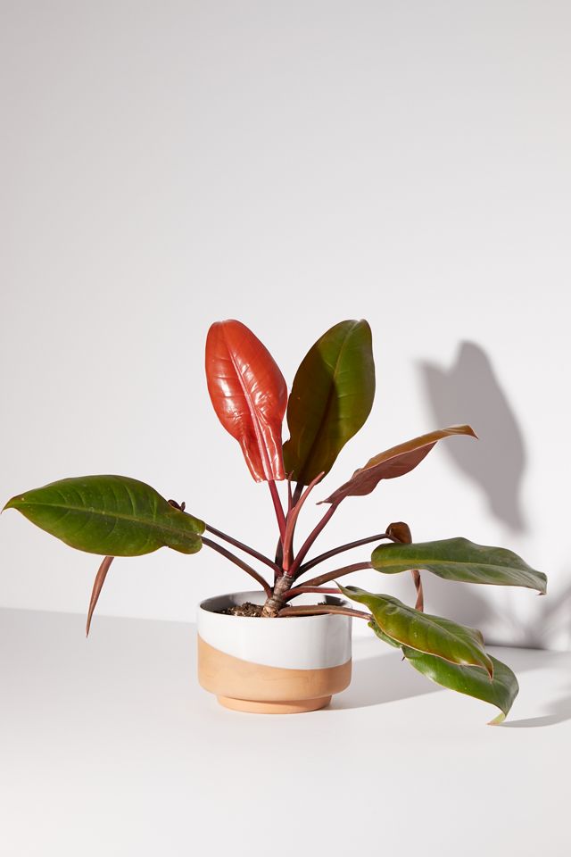 Lagos del Mundo Glazed Ceramic Planter | Urban Outfitters