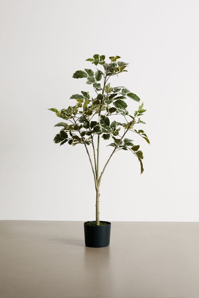 Potted Faux Beech Tree | Urban Outfitters Canada