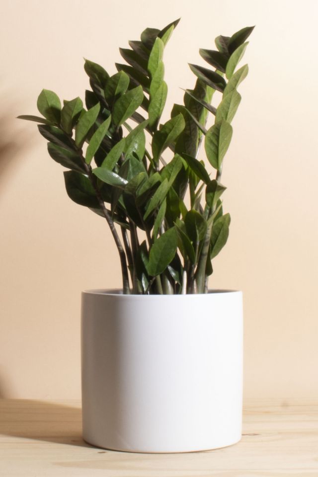 Home Botanicals Zanzibar Gem 'ZZ Plant' Houseplant in 6" Mid Century ...
