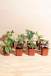 Home Botanicals Mini Assorted House Plant Collection | Urban Outfitters