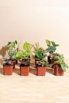 Home Botanicals Mini Assorted House Plant Collection | Urban Outfitters
