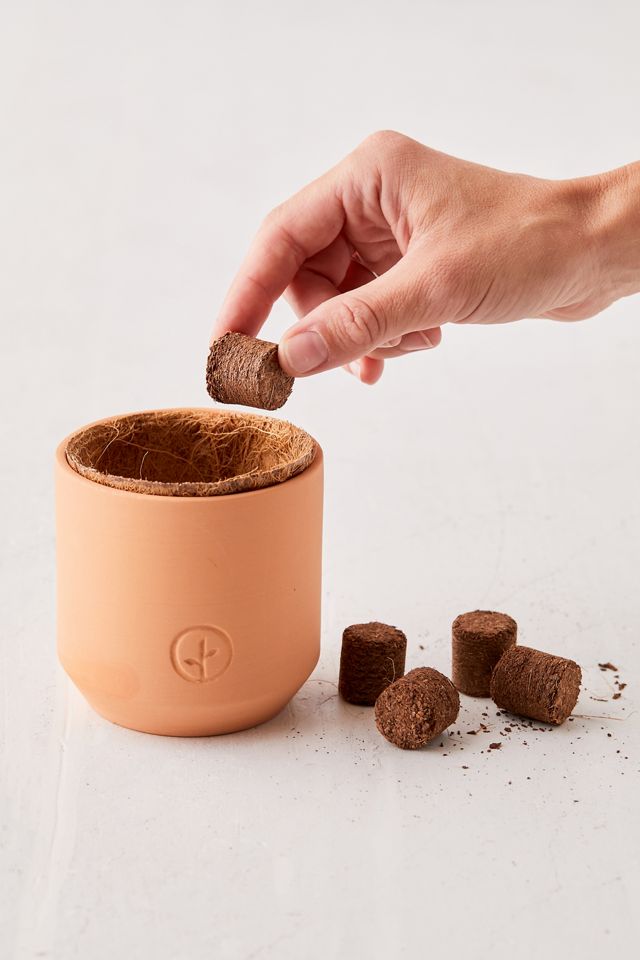 Modern Sprout Holiday Tiny Terracotta Grow Kit | Urban Outfitters