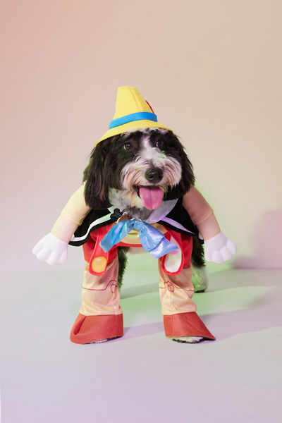 Pinocchio Dog Halloween Costume | Urban Outfitters