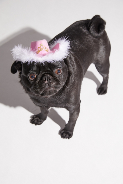 Cowgirl Tiara Hat Pet Costume | Urban Outfitters