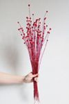 Roxanne’s Dried Flowers Red Happy Flower | Urban Outfitters