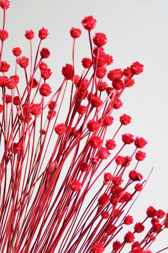 Roxanne’s Dried Flowers Red Happy Flower | Urban Outfitters