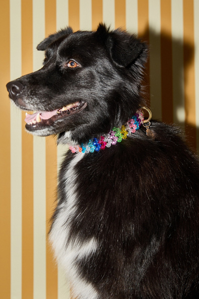 Susan Alexandra Beaded Dog Collar | Urban Outfitters Canada