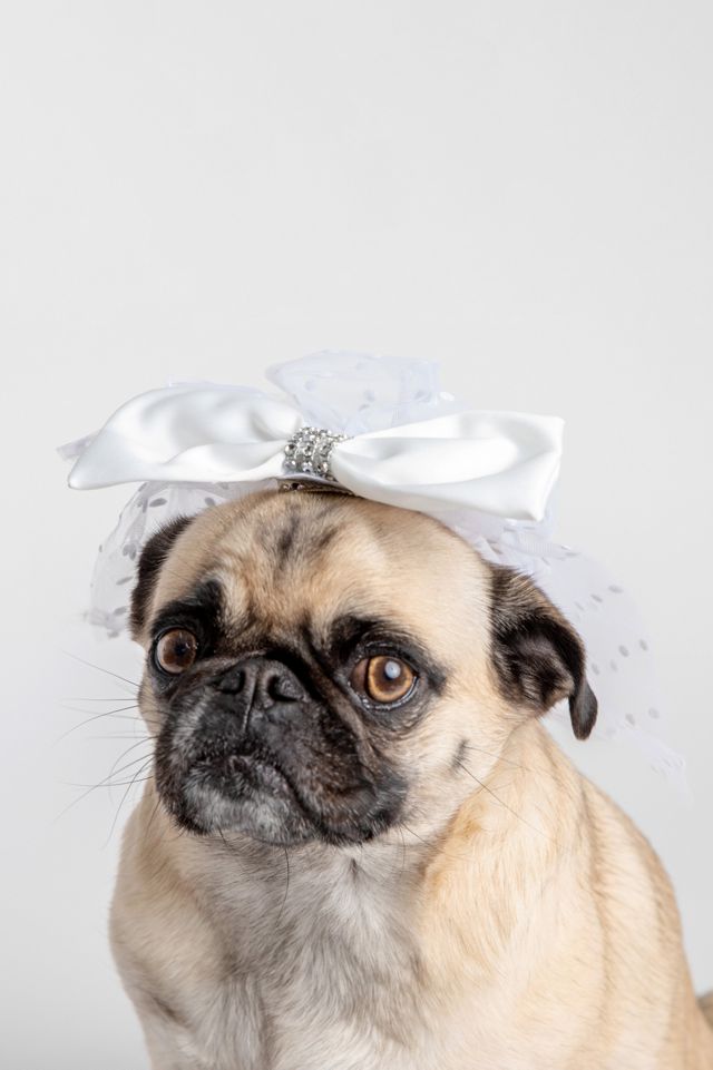 Silver Paw Bridal Veil Dog Costume | Urban Outfitters